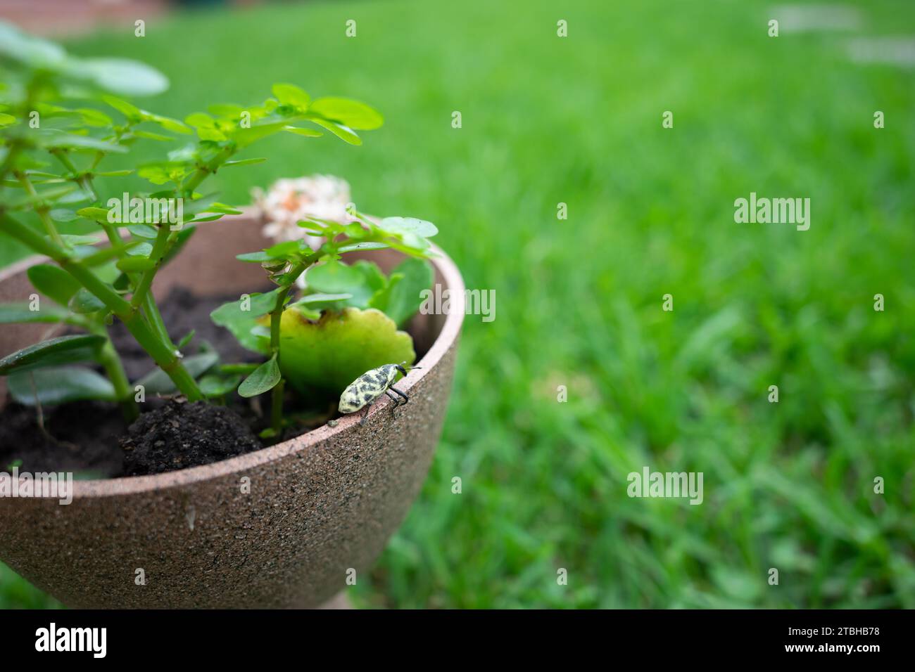 a weevil on a flowerpot made with a 3d printer Stock Photo - Alamy