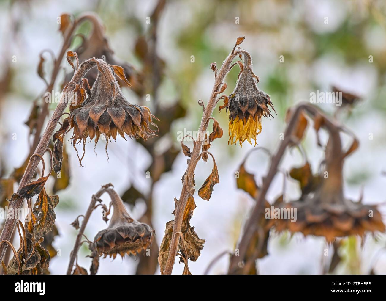 Heinersdorf, Germany. 07th Dec, 2023. Sunflowers have long since ...