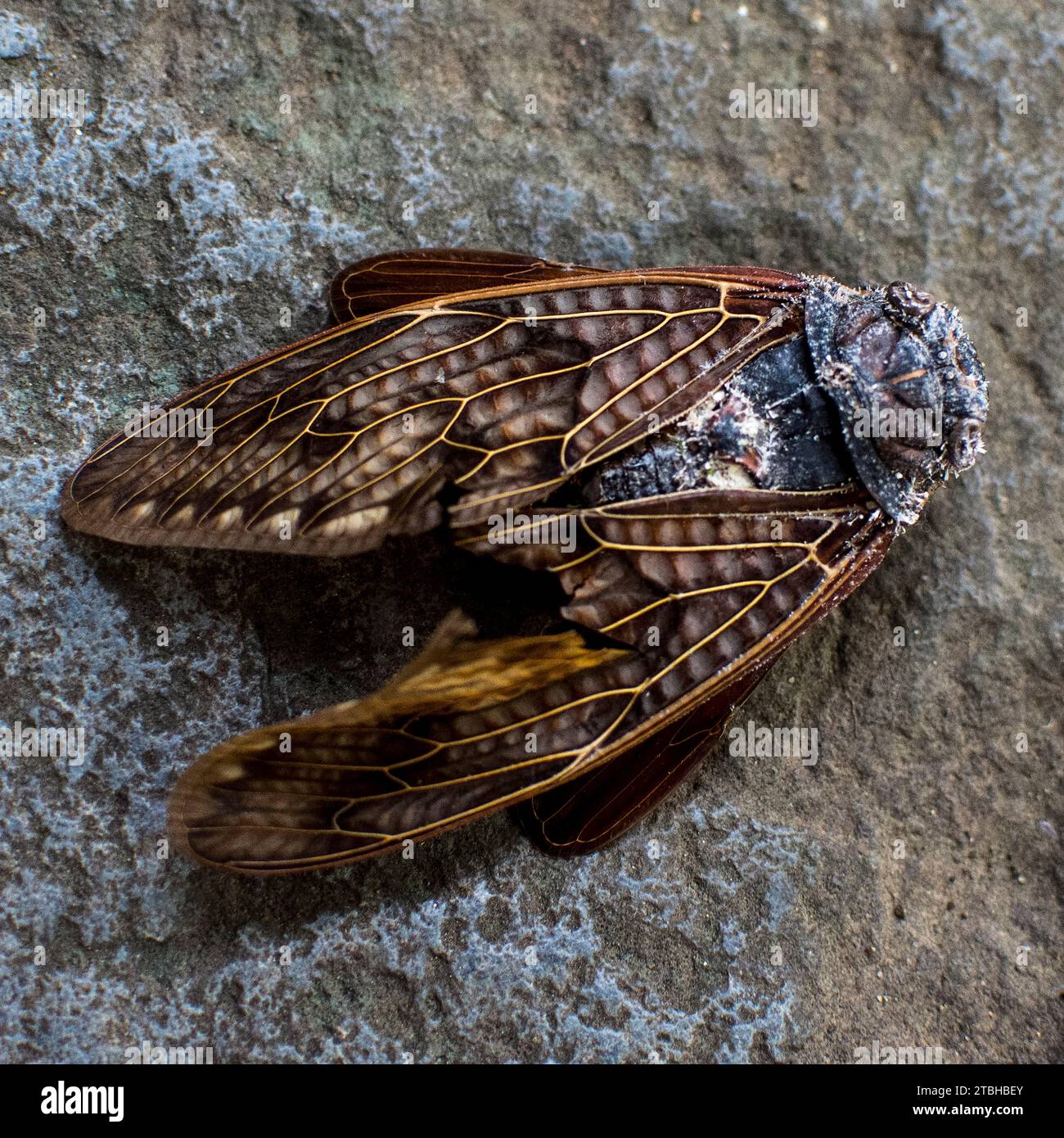 Moth on stone hi-res stock photography and images - Alamy