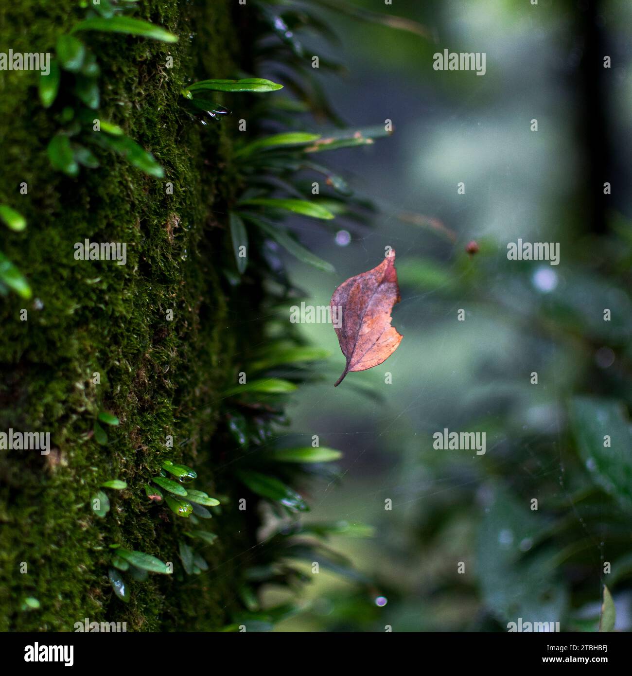 leaf floating in the air Stock Photo - Alamy