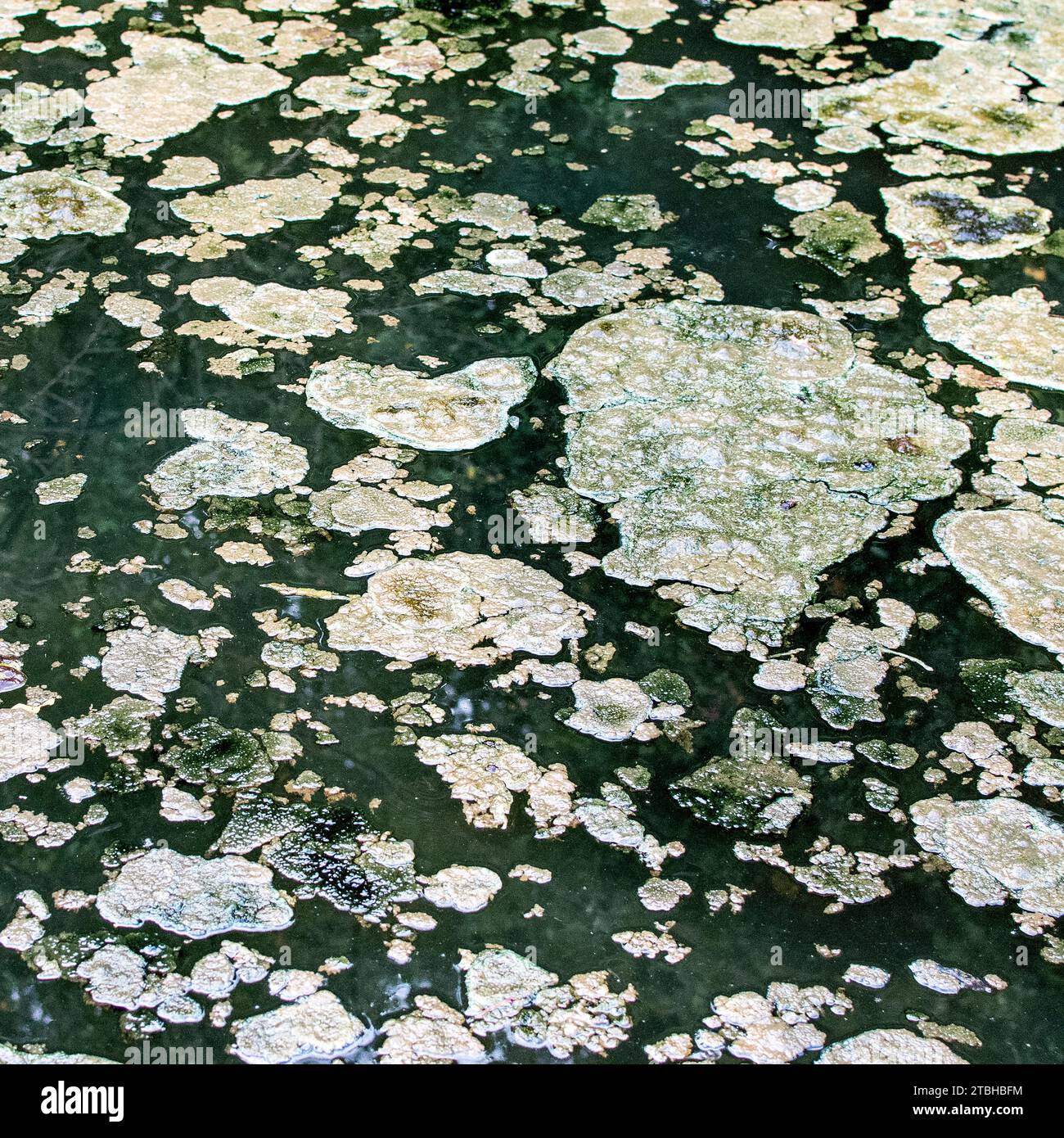 green algae patterns on water Stock Photo - Alamy