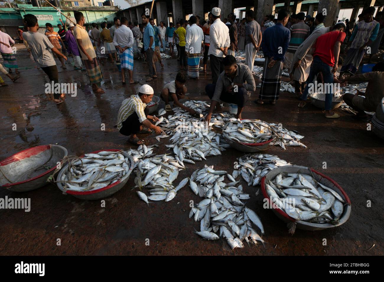 06 Nov 2023, Chattogram, Bangladesh. Fresh fish in baskets at the fish ...