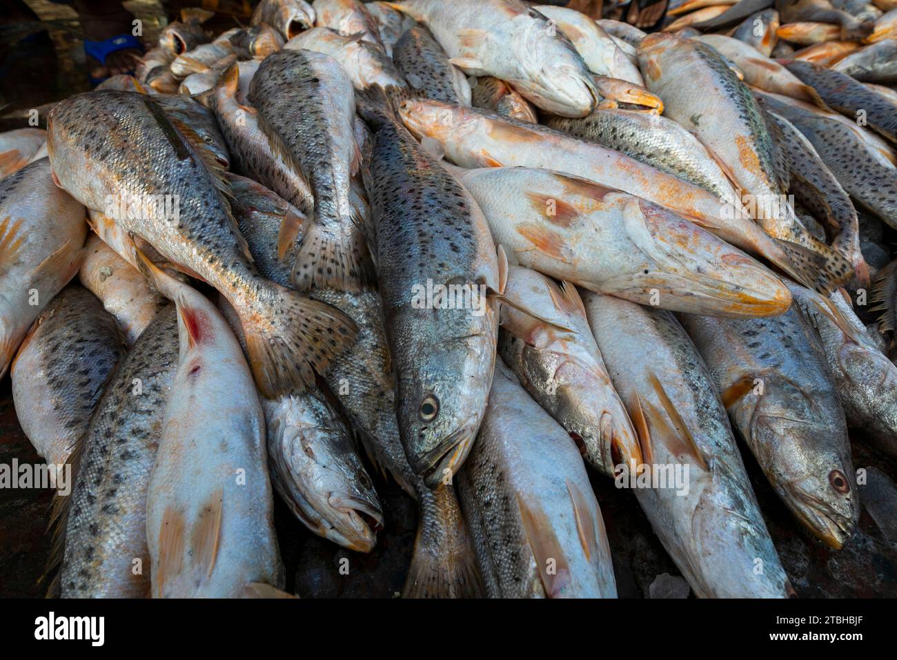 06 Nov 2023, Chattogram, Bangladesh. Fresh fish in baskets at the fish ...