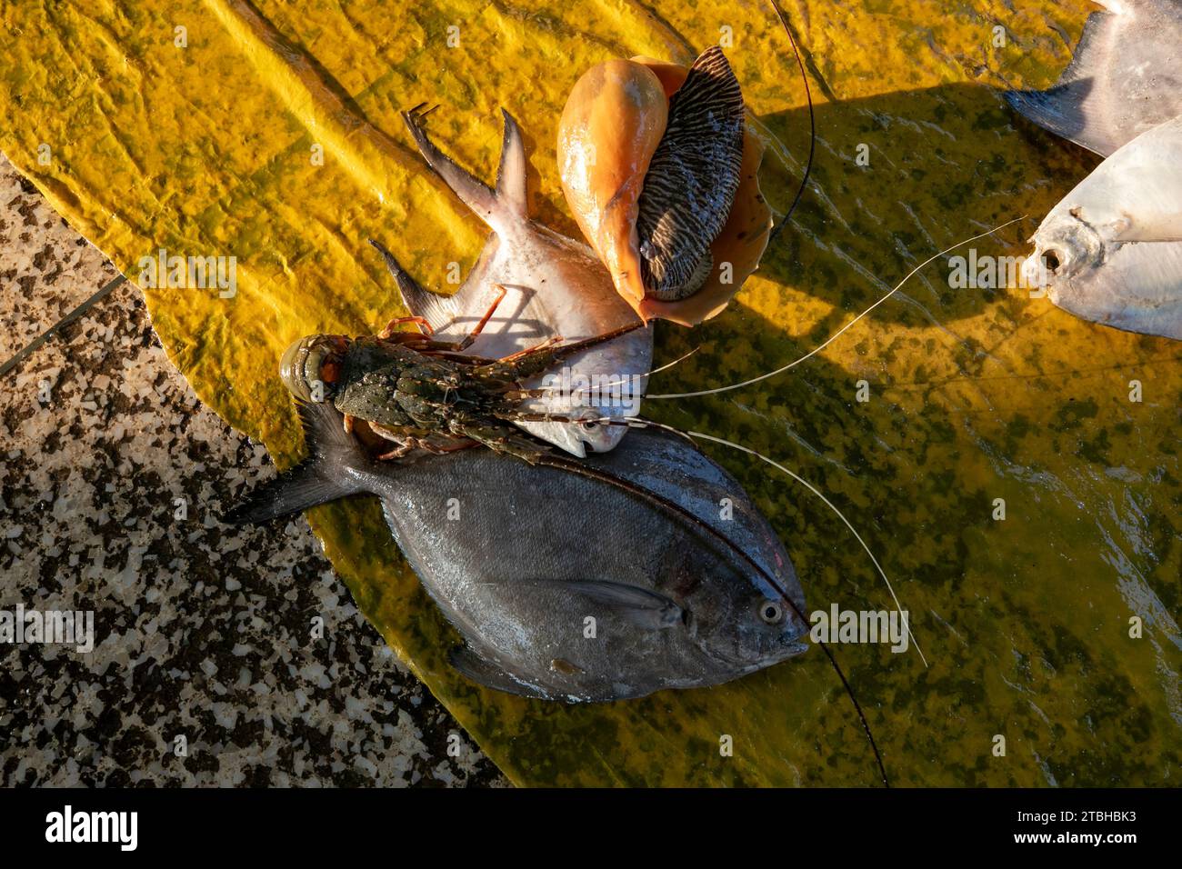 06 Nov 2023, Chattogram, Bangladesh. Fresh fish in baskets at the fish ...