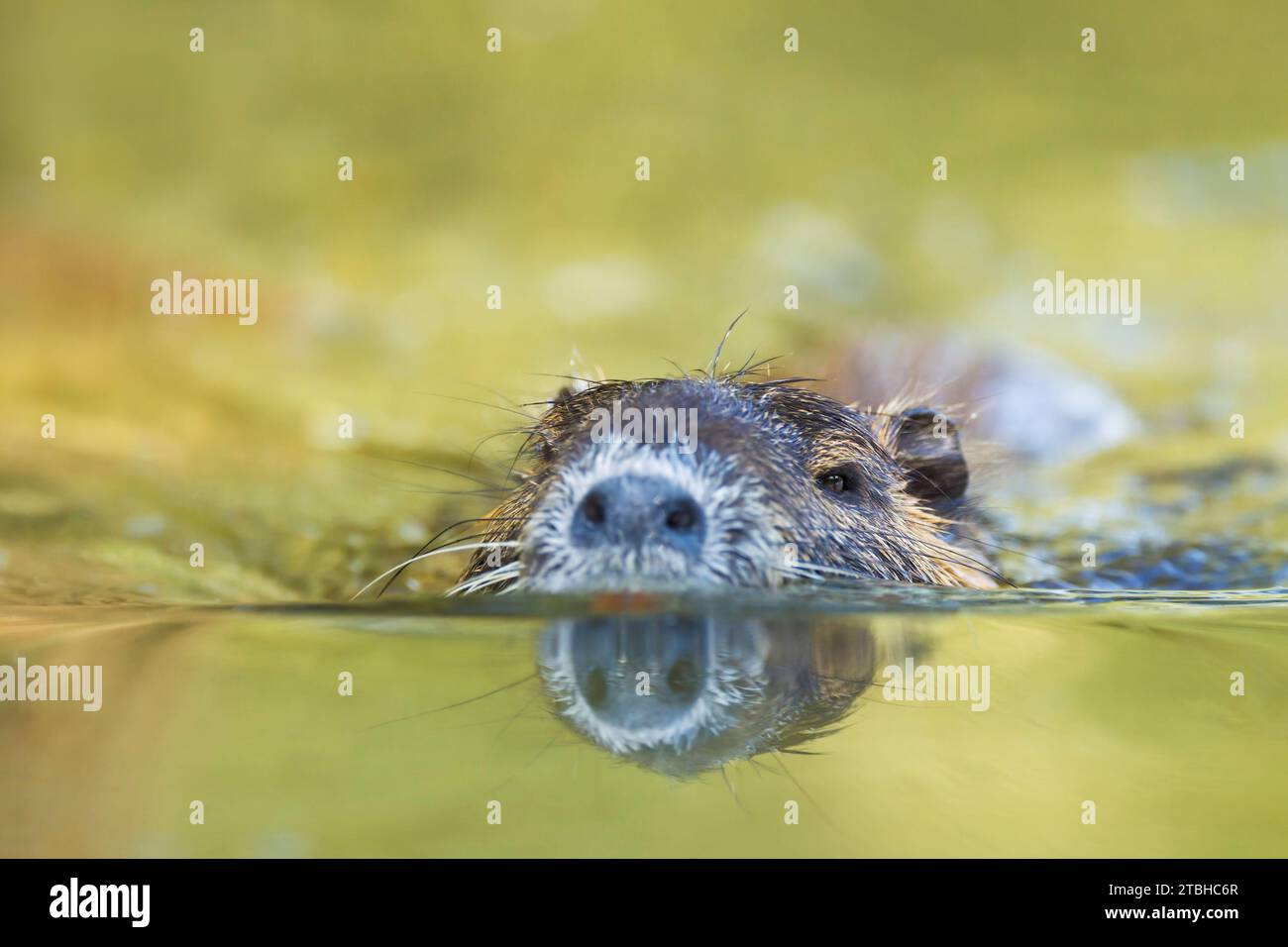 Coypu, Myocastor coypus, swimming Stock Photo - Alamy