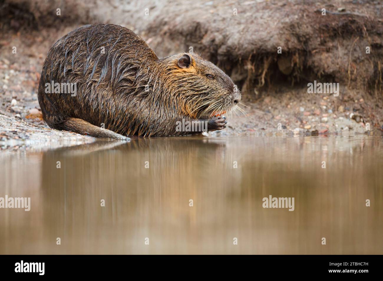 Coypu, Myocastor coypus, feeding Stock Photo - Alamy