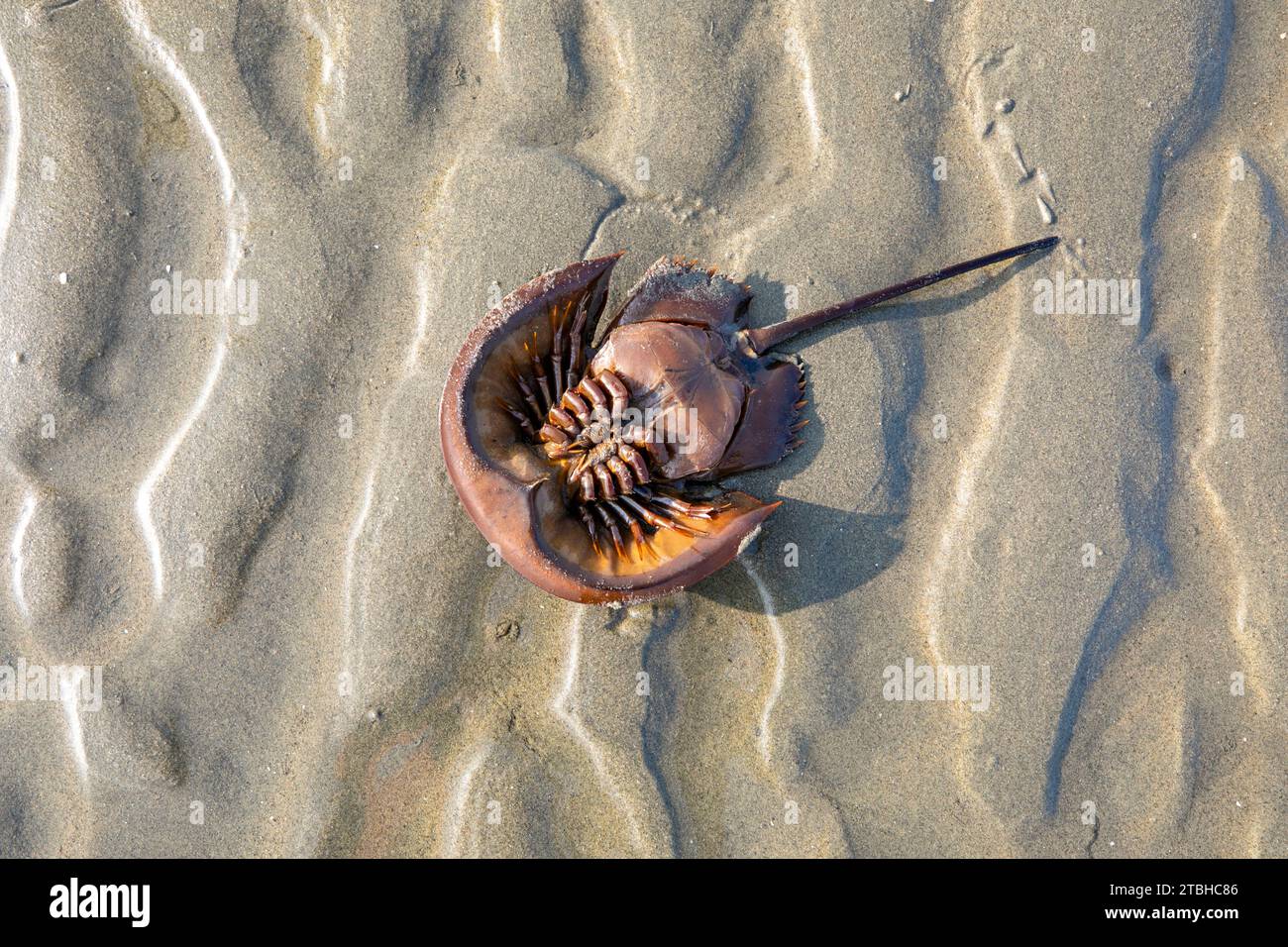 Animals, Other animals, Arrowhead crabs, Mangrove Horseshoe Crab ...