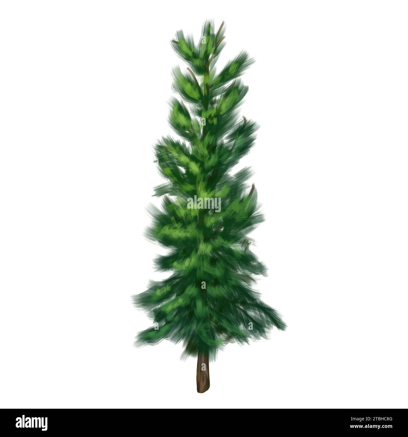 An evergreen coniferous tree. Drawing of a green Christmas tree from ...