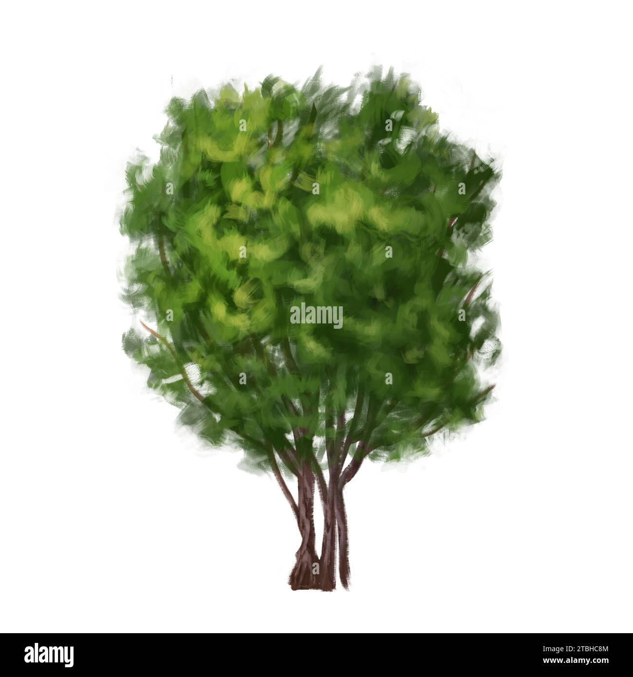 A green bush with bright foliage. Drawing of a green plant from the ...