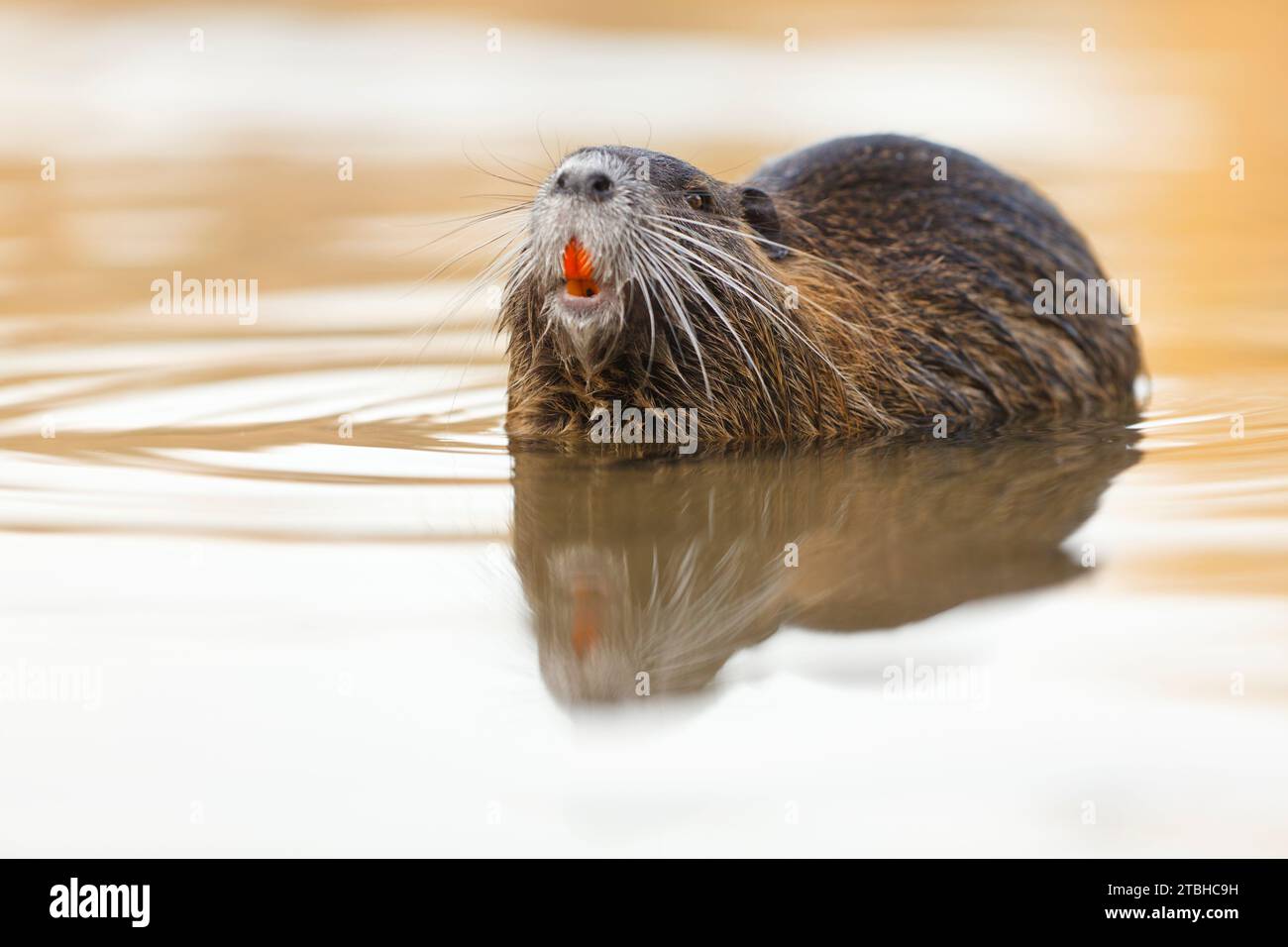 Coypu, Myocastor coypus Stock Photo - Alamy