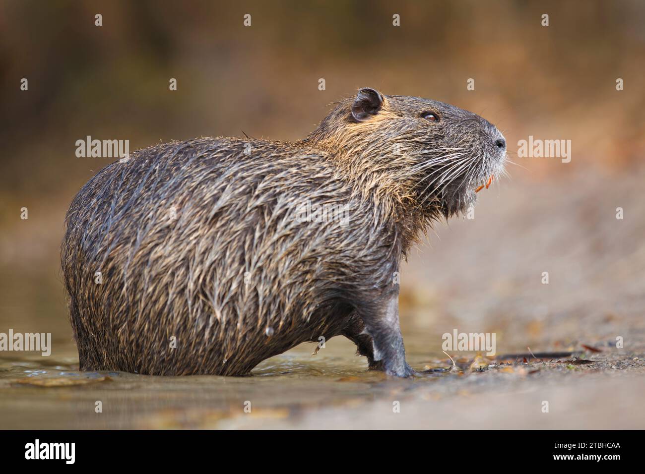 Coypu, Myocastor coypus Stock Photo - Alamy