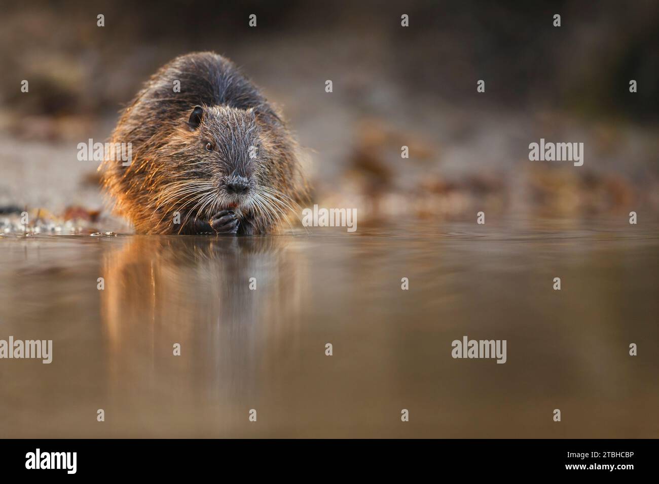 Feeding coypu hi-res stock photography and images - Alamy