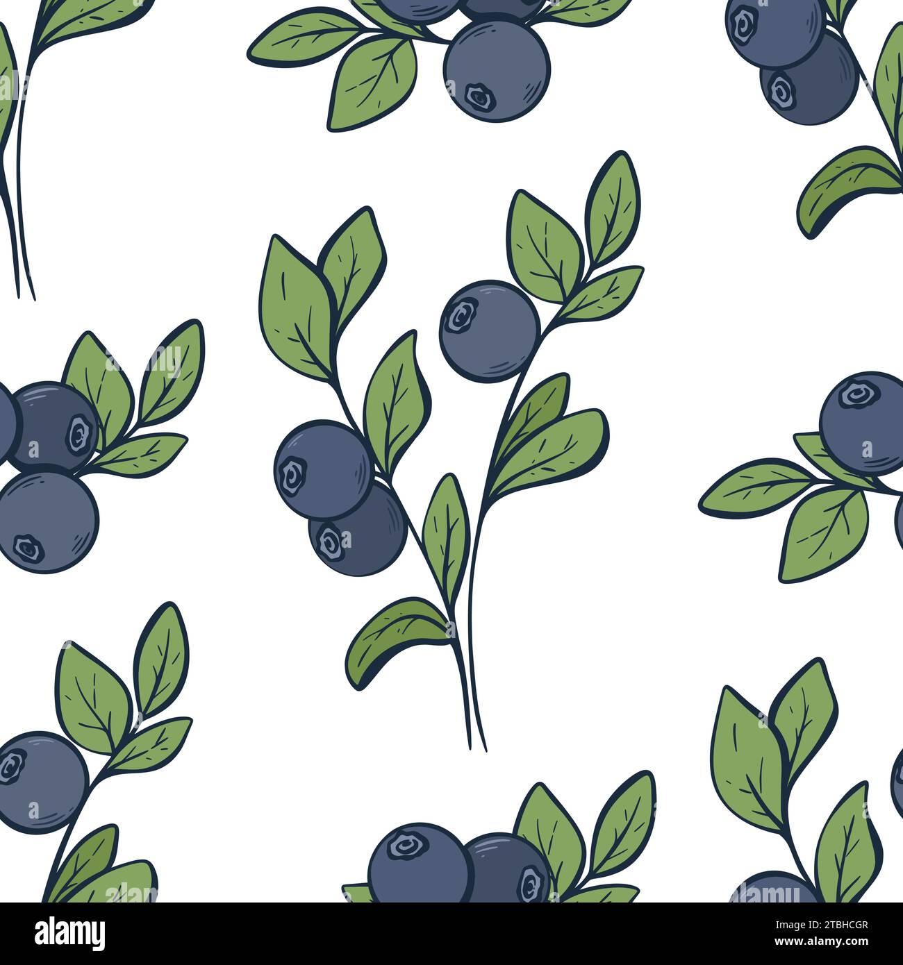 Botanical drawing blueberry hi-res stock photography and images - Alamy