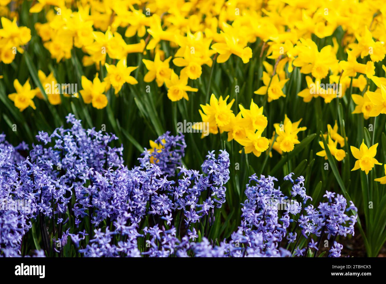 A section of the colorful and immaculately landscaped tulip, hyacinth ...
