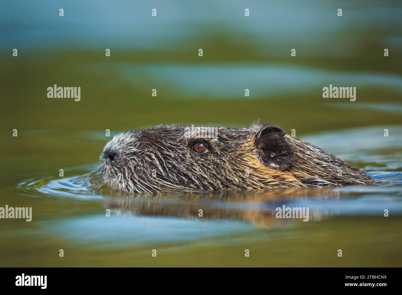 Coypu, Myocastor coypus, swimming Stock Photo - Alamy