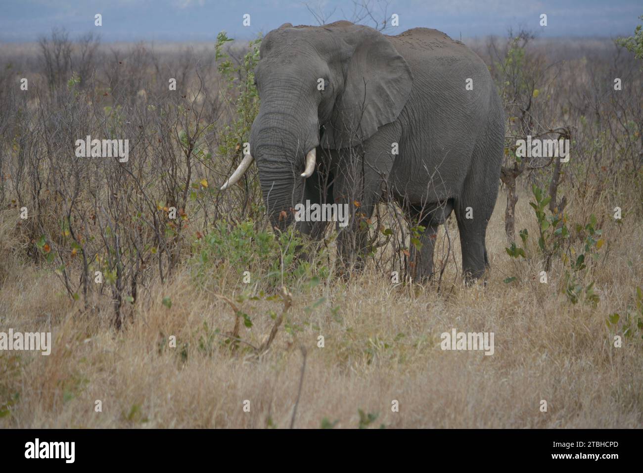 Majestic,African Elephant with beautiful ivory tusks paroling the dry ...