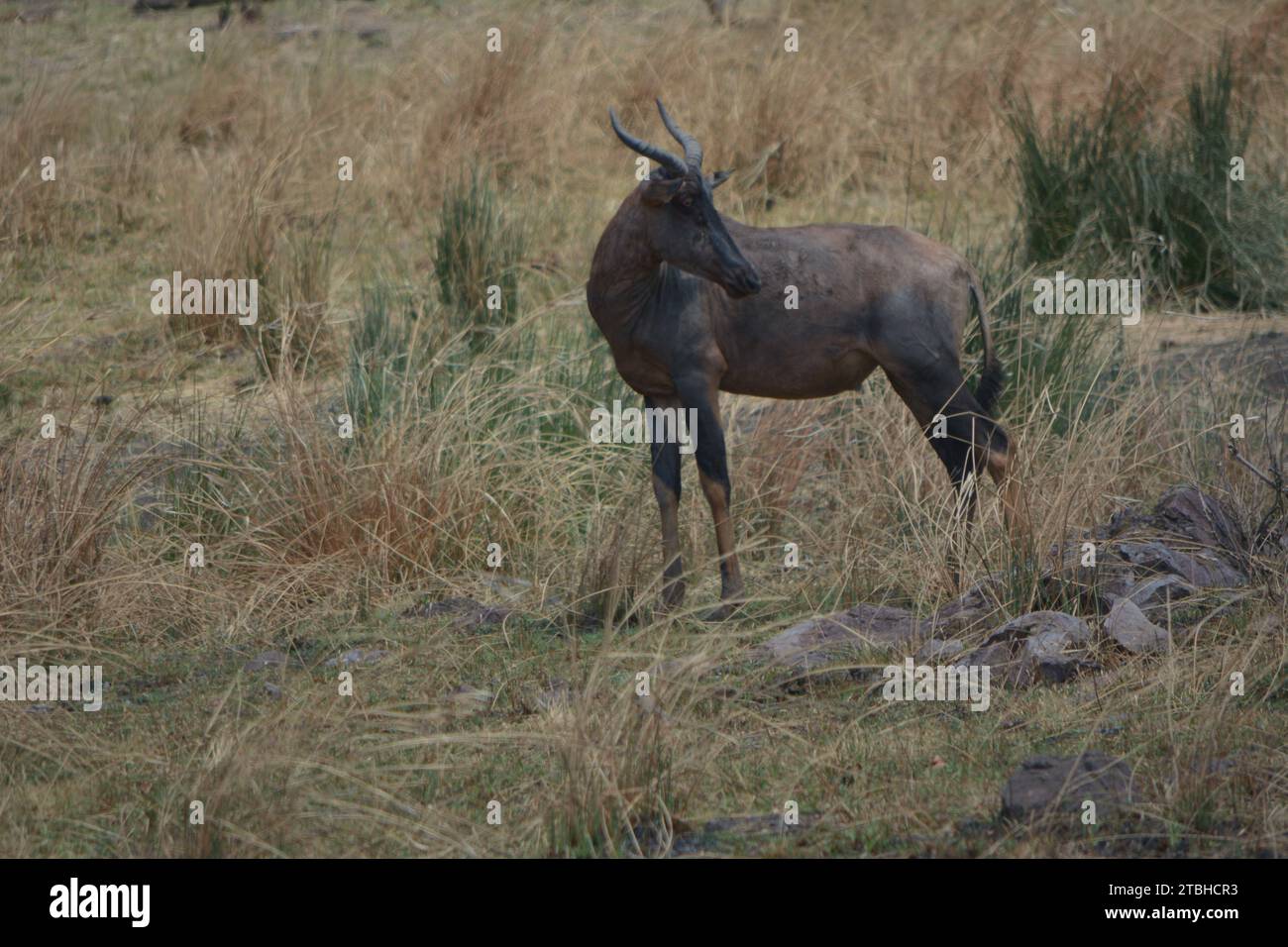 A single blauw wildebeest buck in the Kruger National Park a single ...