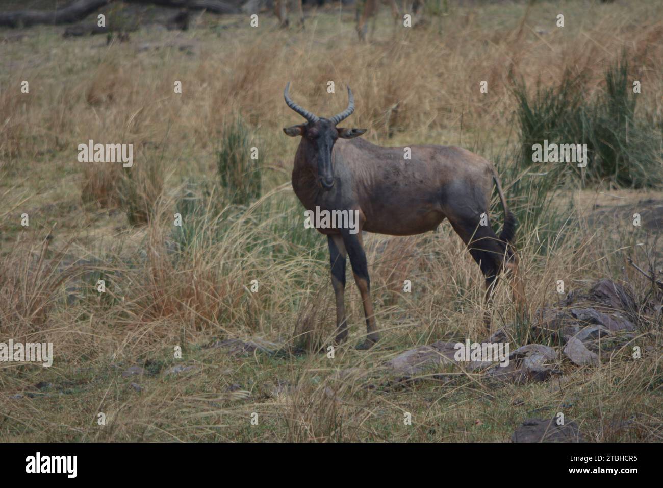 Kudu food hi-res stock photography and images - Alamy