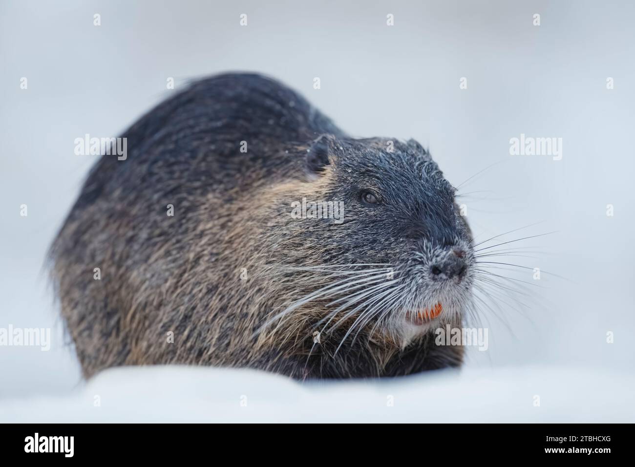 Coypu myocastor coypus in hi-res stock photography and images - Alamy