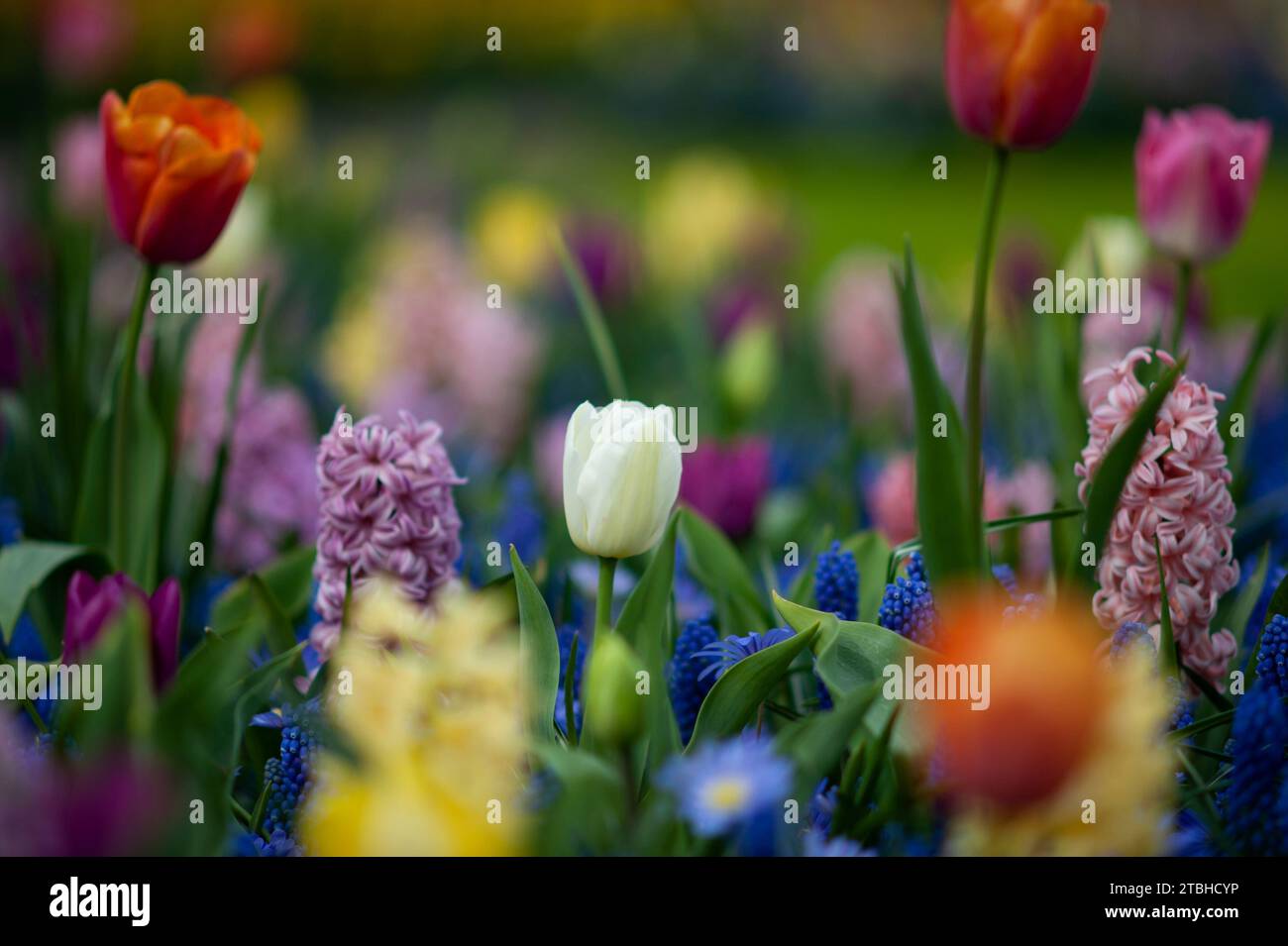 A section of the colorful and immaculately landscaped tulip and flower ...