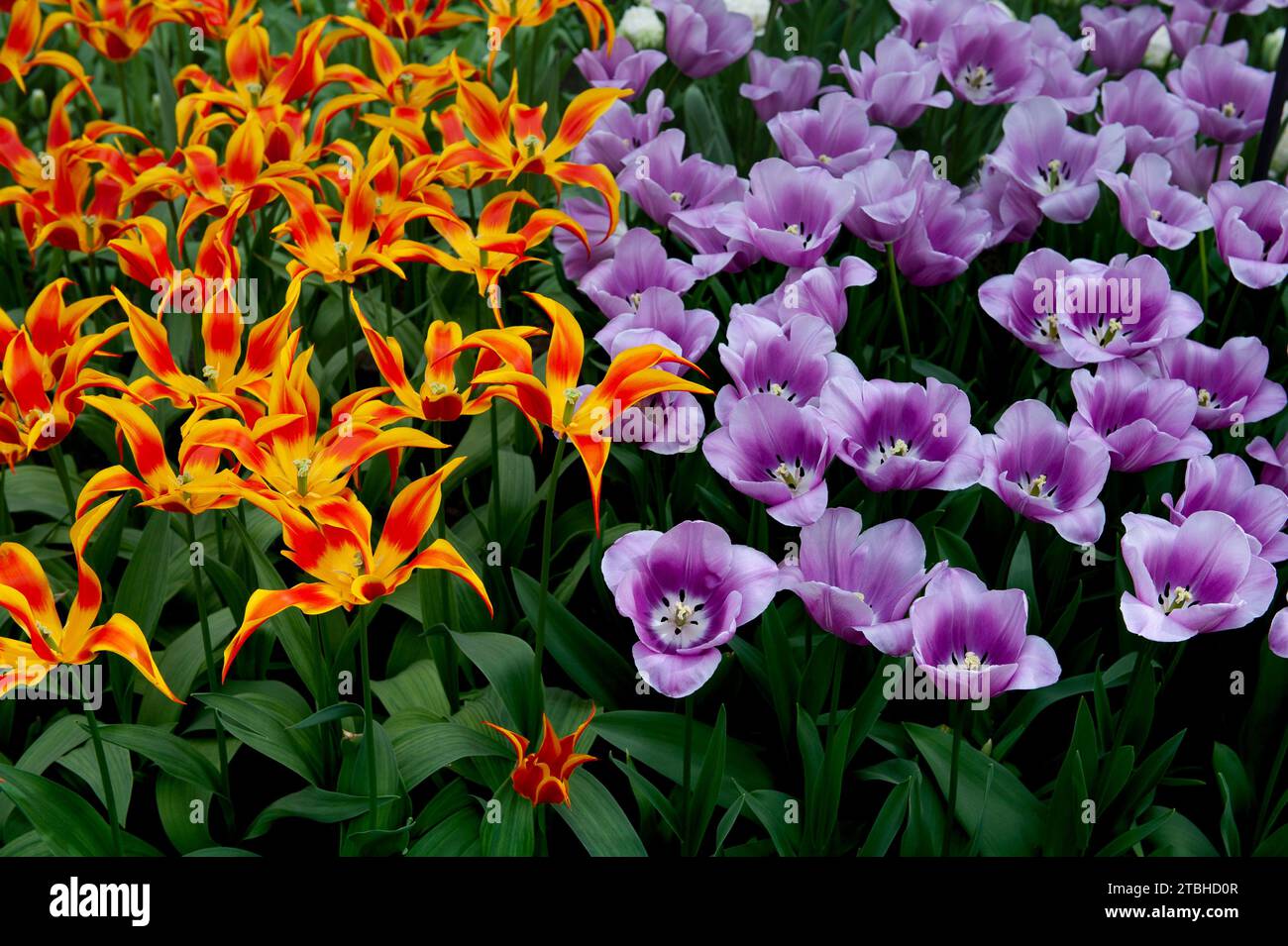 A section of the colorful and immaculately landscaped tulip and flower ...