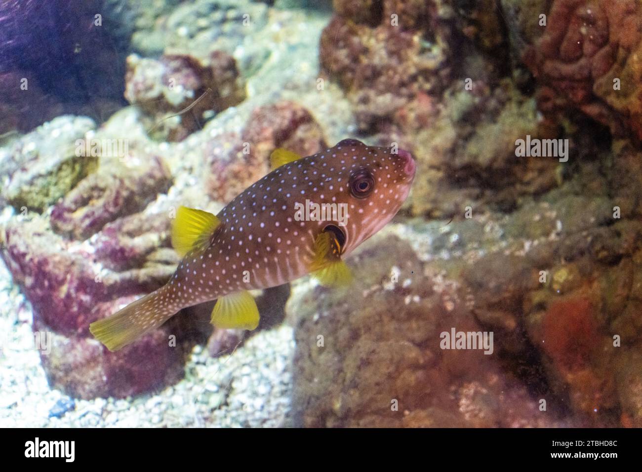 A white-spotted puffer fish (Arothron hispidus) at Bournemouth ...