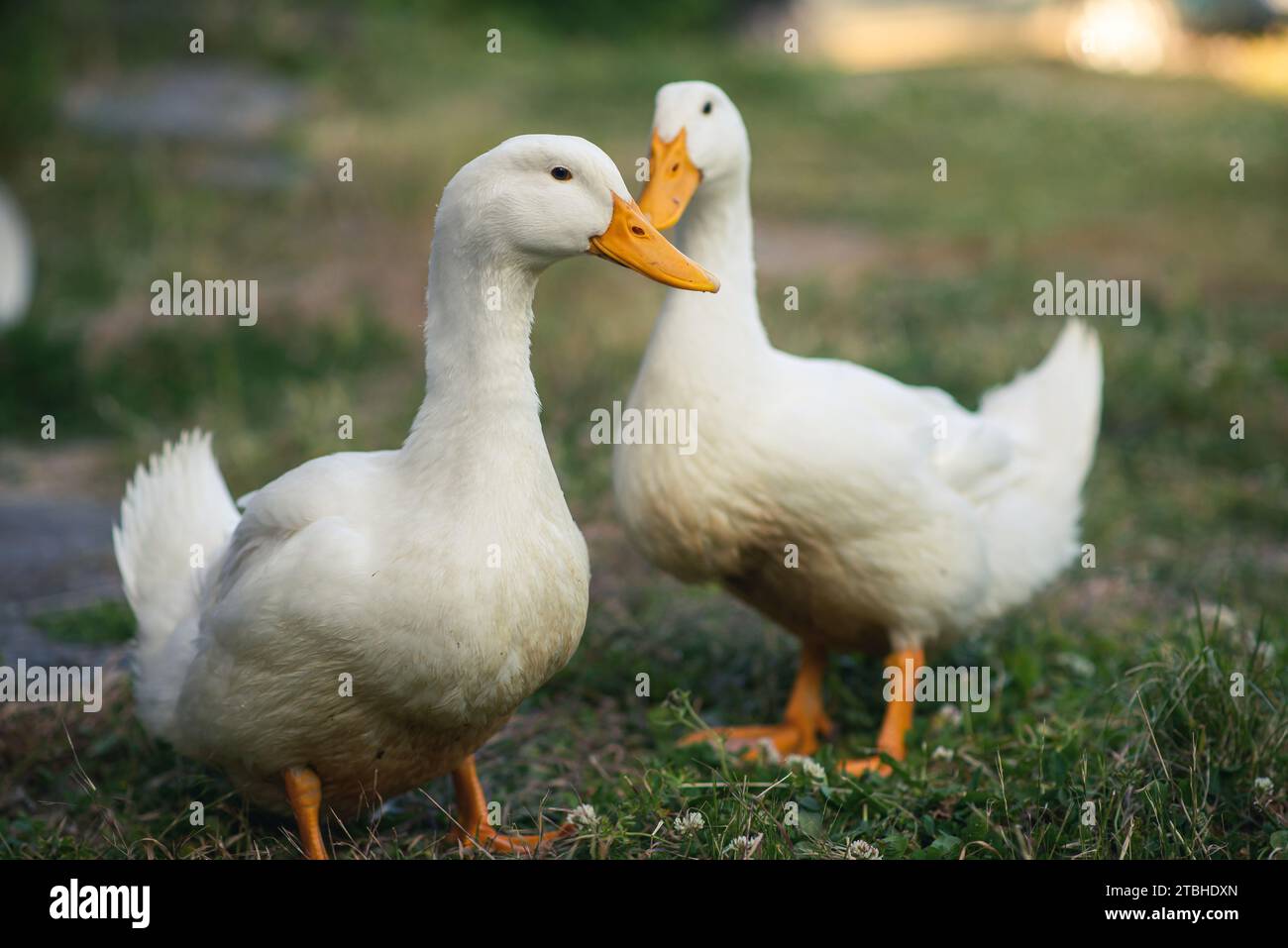 Two white geese stand on green grass. Poultry, breeding geese. Rural ...