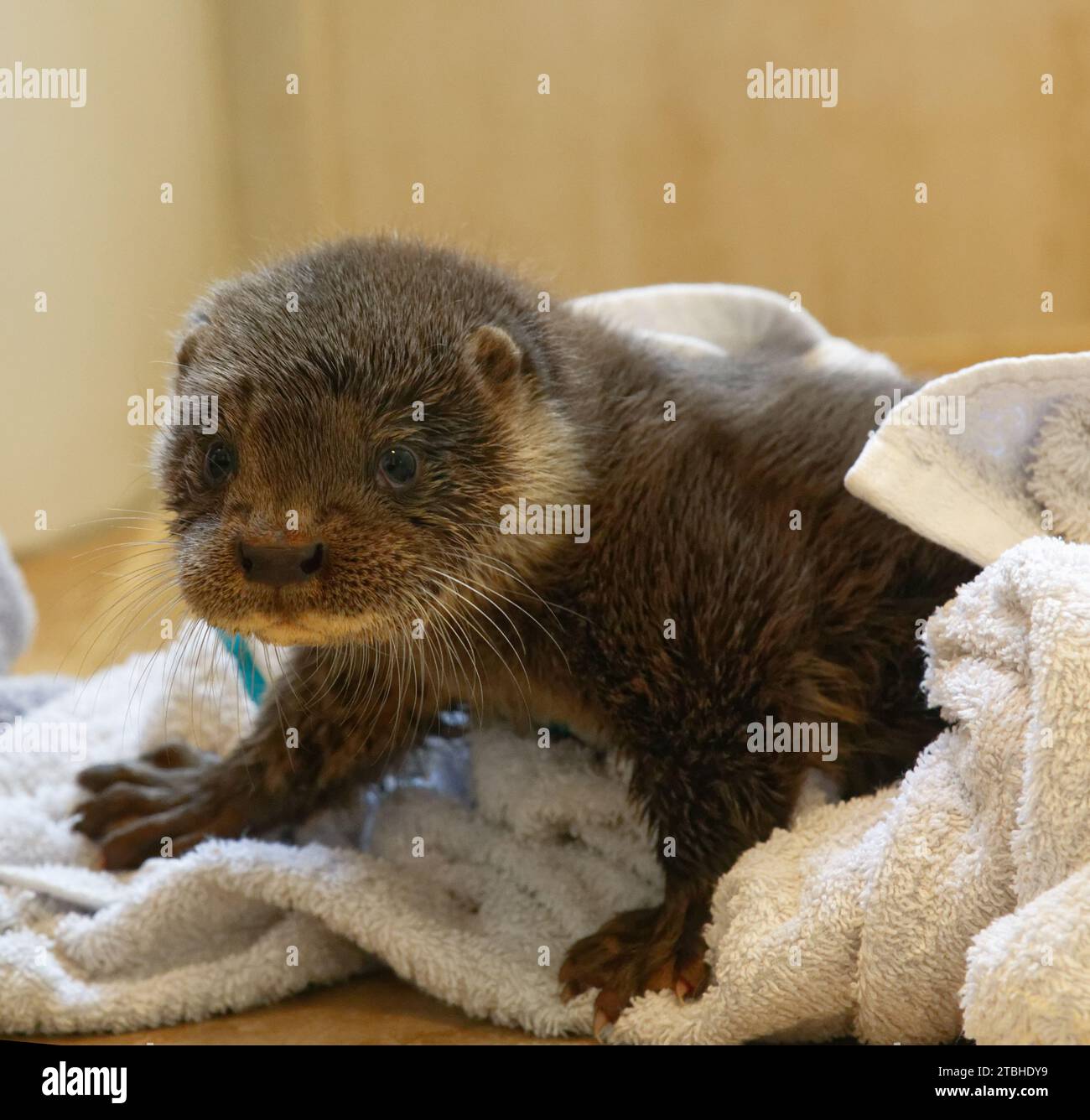 Eurasian Otter (Lutra lutra) Orphaned cub rescued and in care Stock ...