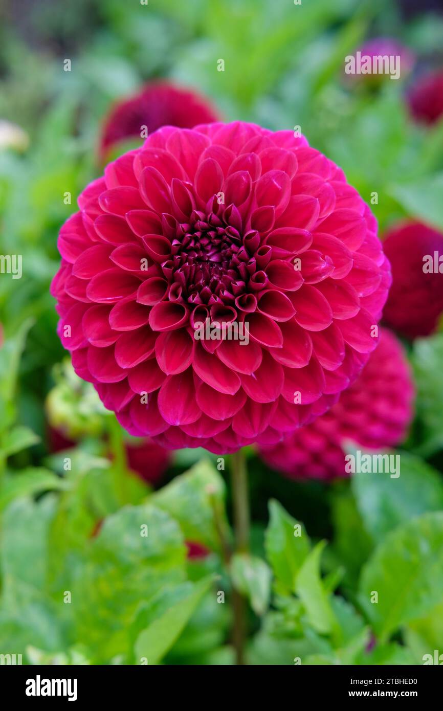 Red decorative dahlia hi-res stock photography and images - Alamy
