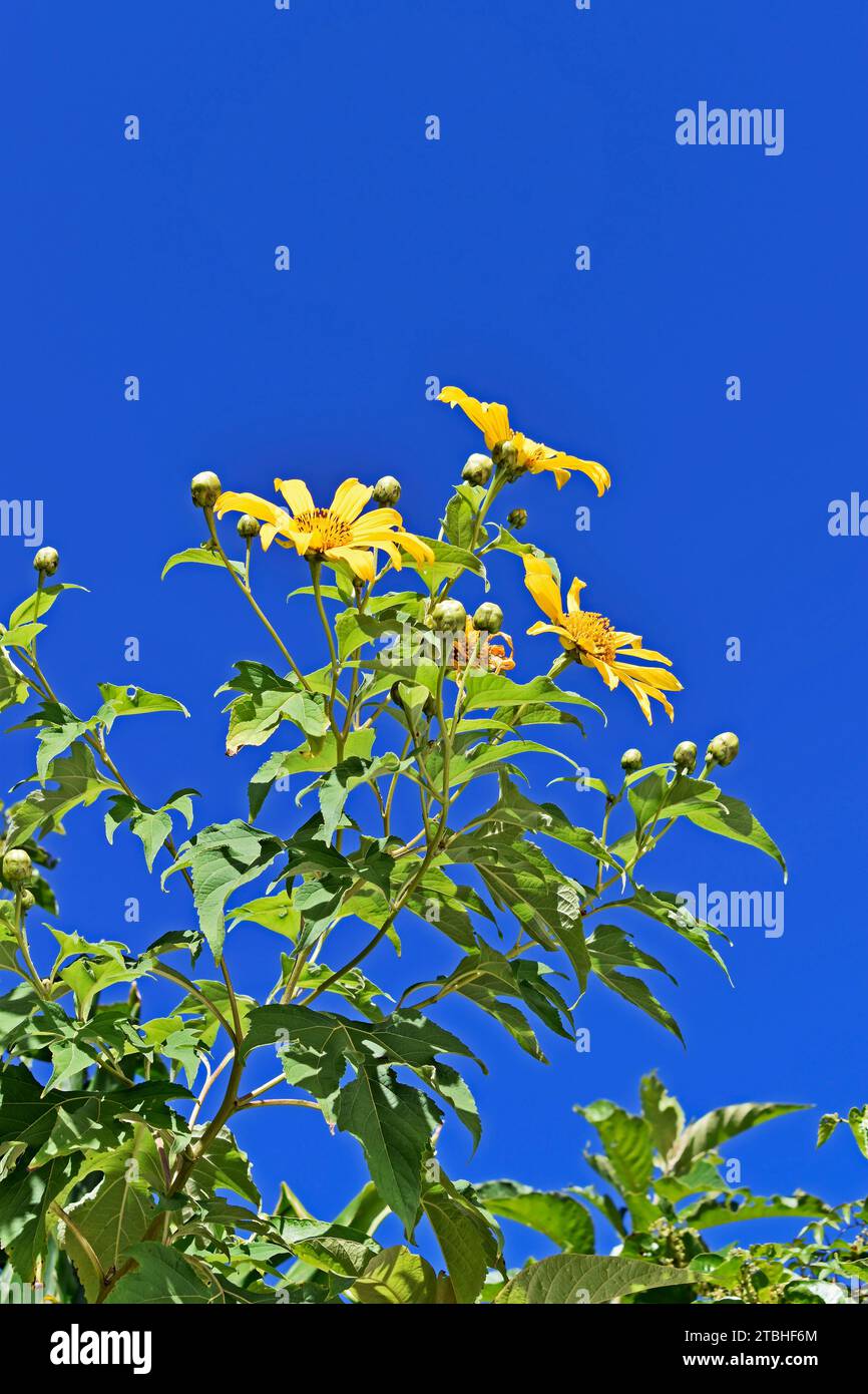 Mexican sunflower or tree marigold (Tithonia diversifolia) and blue sky ...