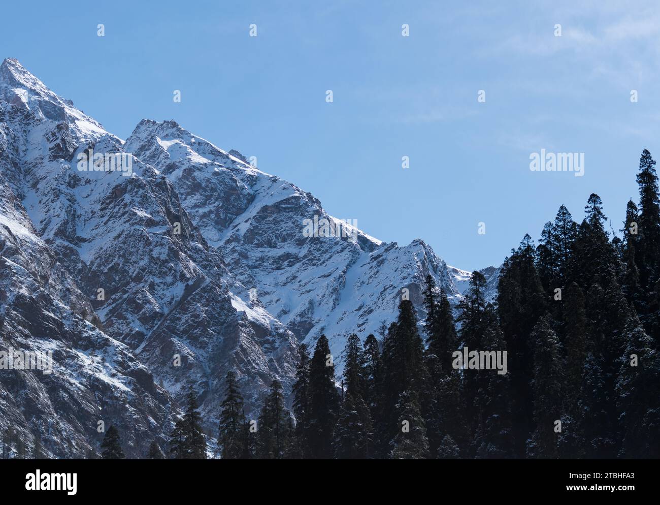 Pine trees against snow covered peaks of Bir-Billing range. The summit ...