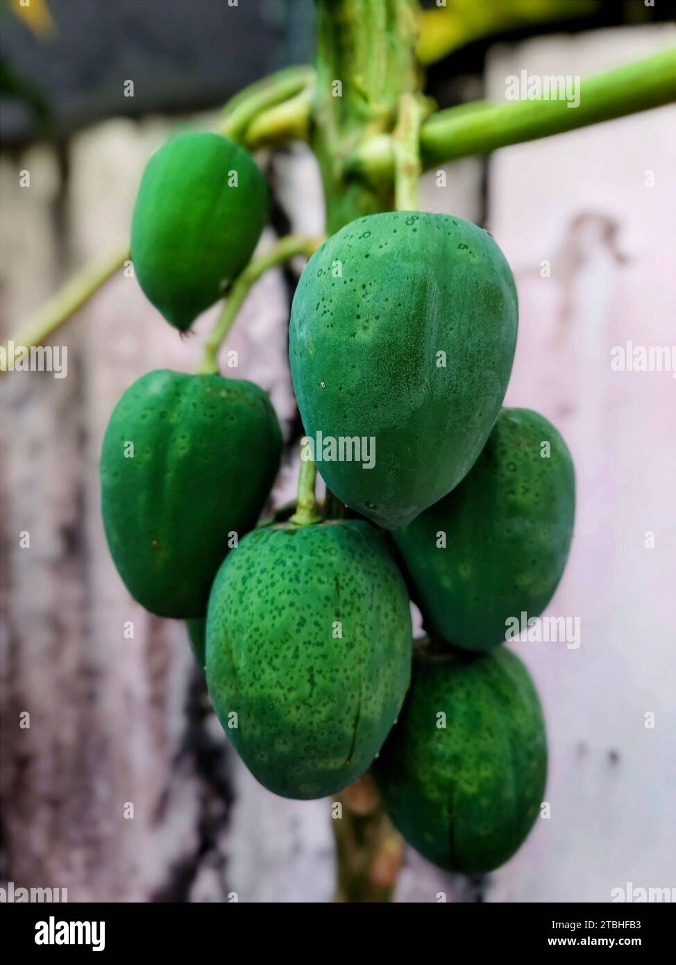 Papaya tree display hi-res stock photography and images - Alamy