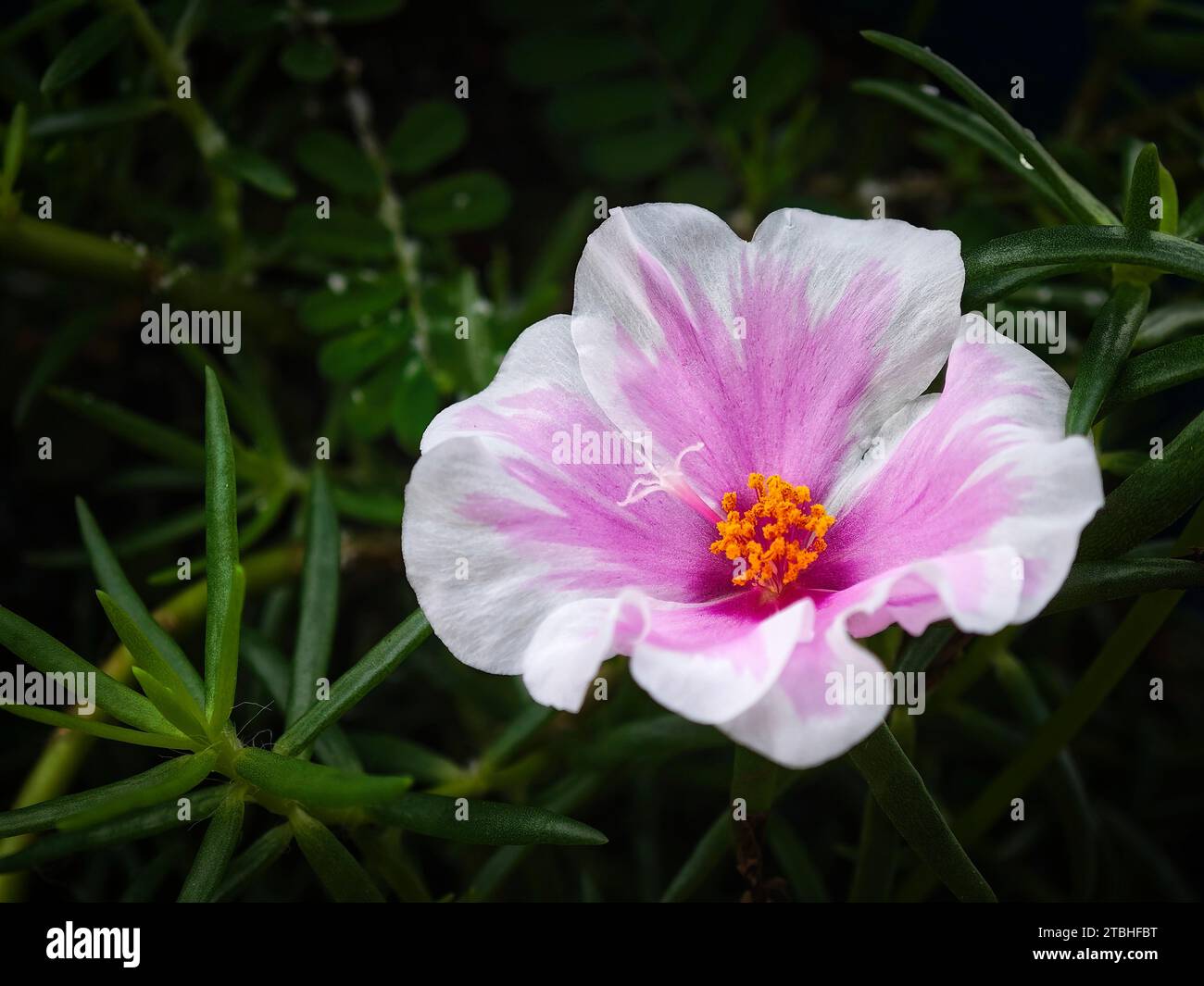Portulaca grandiflora bicolor hi-res stock photography and images - Alamy