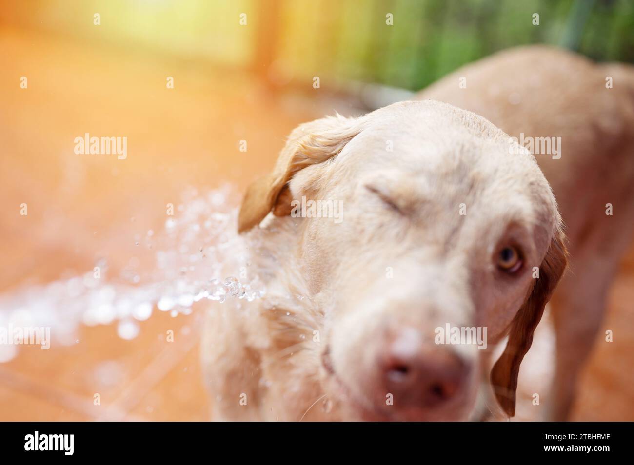 Dog hygiene theme. Washing labrador dog with spray of water close up ...