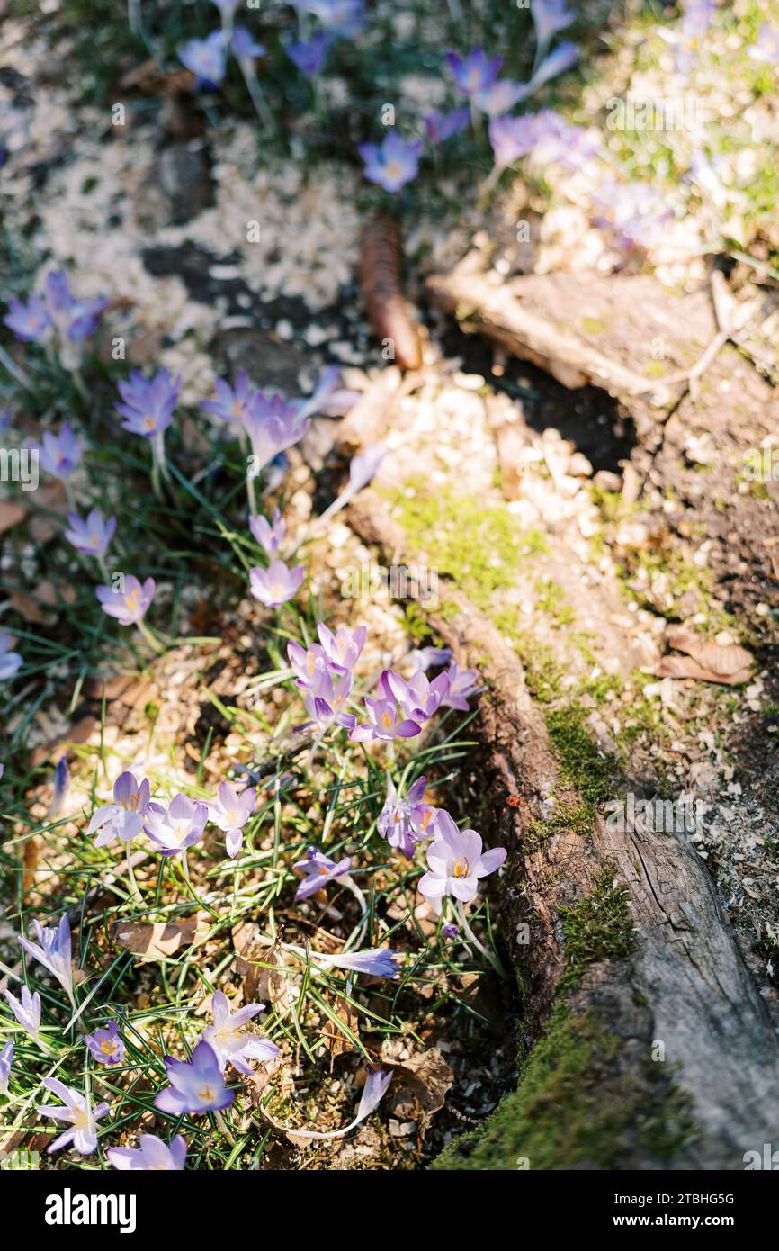 Purple crocuses in the sun grow on moss-covered tree roots Stock Photo ...