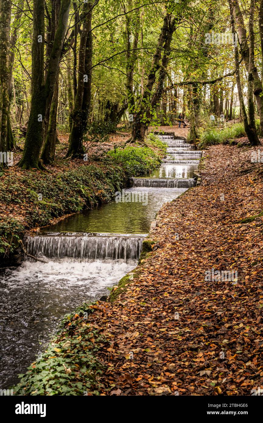 Tehidy stream flowing over a series of cascades in Tehidy Woods Country ...