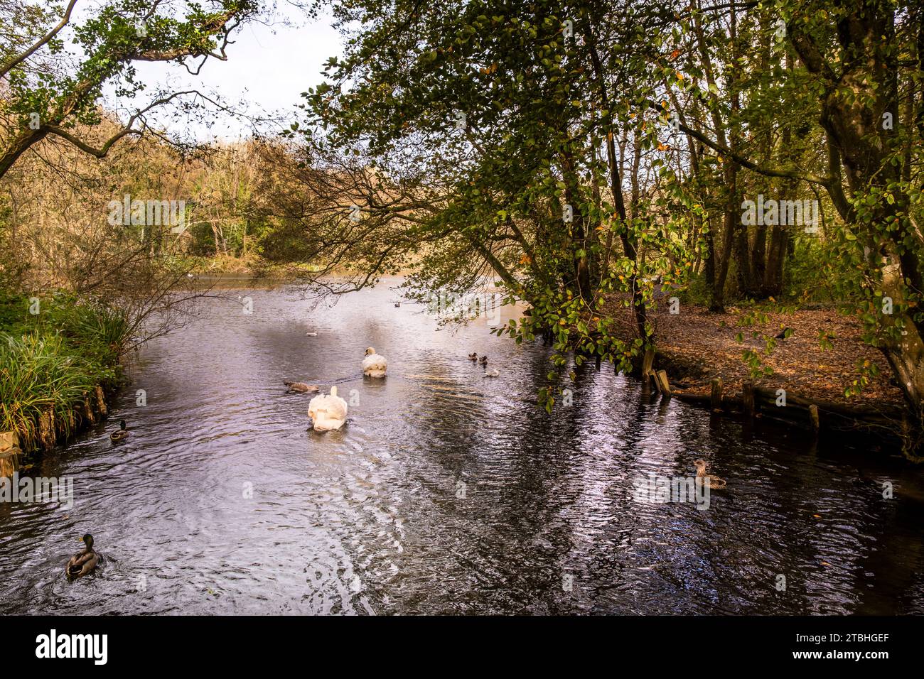 The lake in Tehidy Woods Country Park in Cornwall in the UK Stock Photo ...