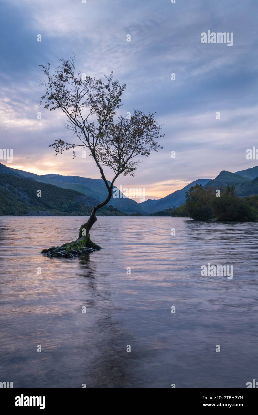 Lone tree on Llyn Padarn at dawn, Llanberis, Snowdonia National Park ...