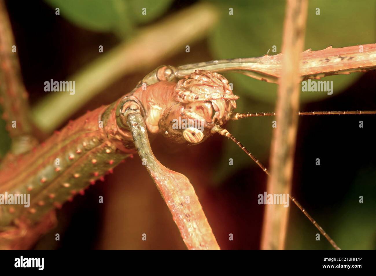 Phasmatodea , walkingstick insect closeup Stock Photo - Alamy