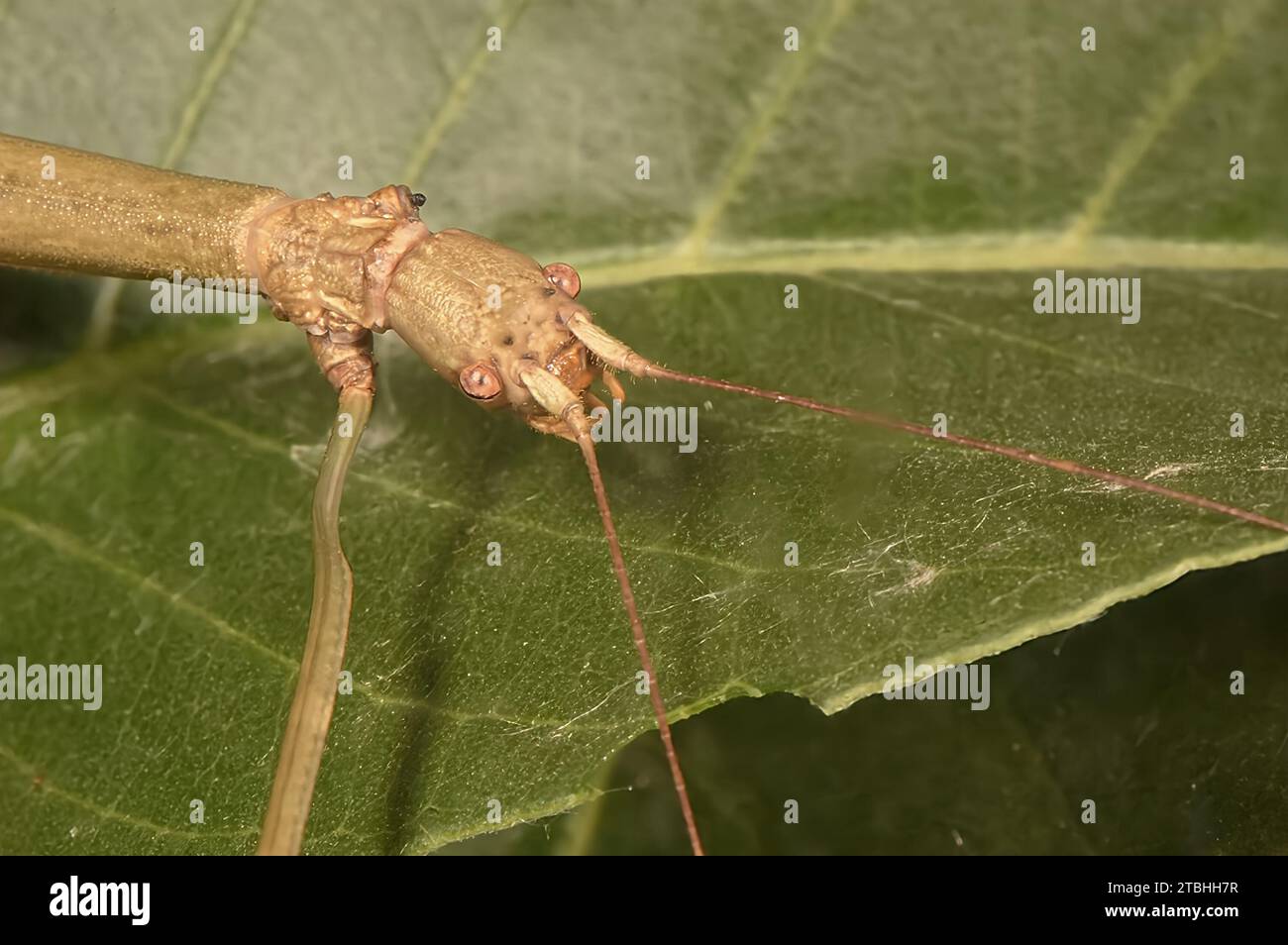 Phasmatodea phasmida phasmatoptera bug hi-res stock photography and ...