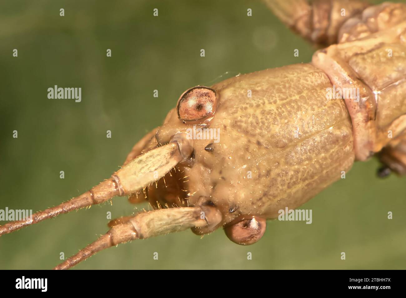 Phasmatodea , walkingstick insect closeup Stock Photo - Alamy