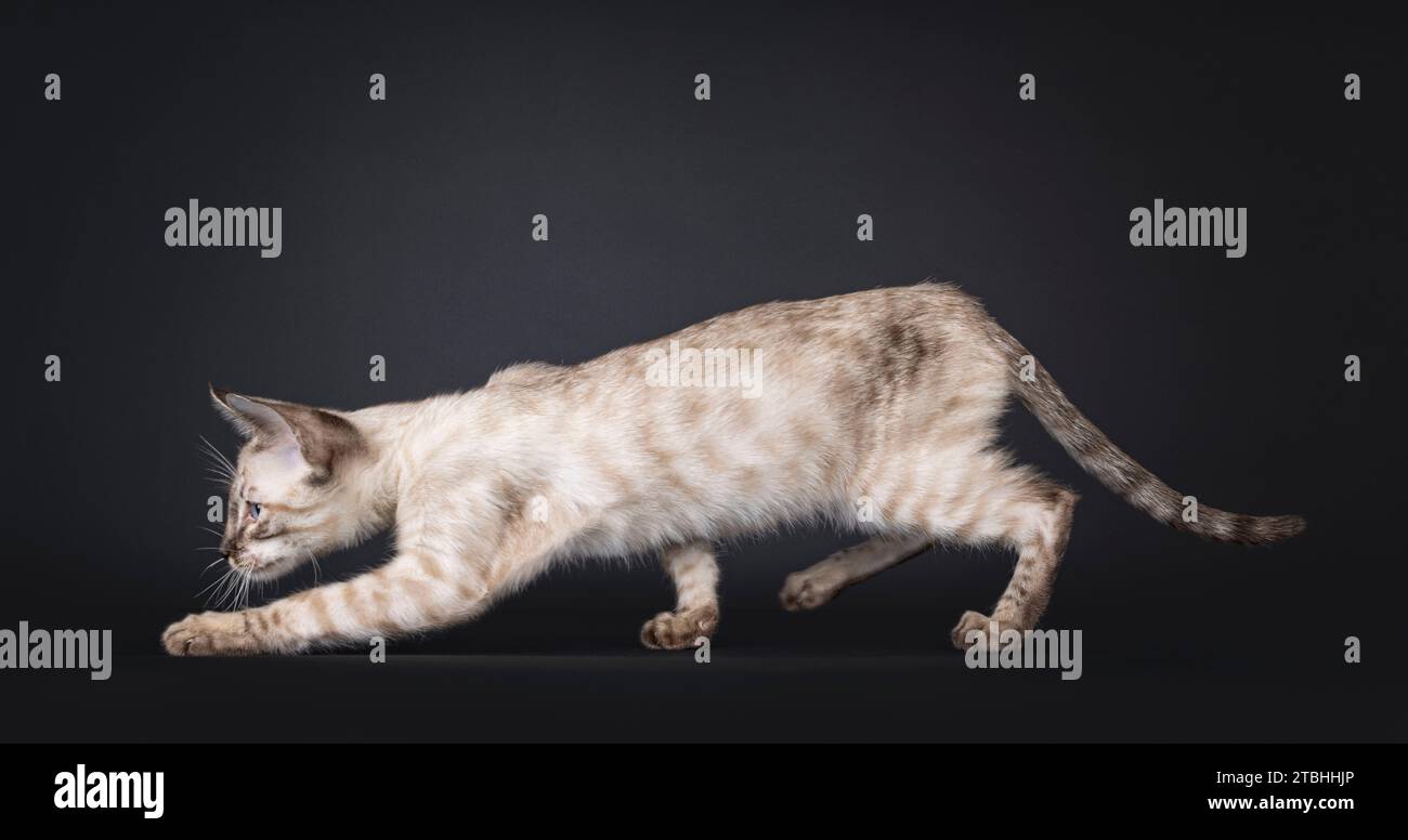 Mink F6 Savannah cat kitten,walking side ways. Looking away from camera ...