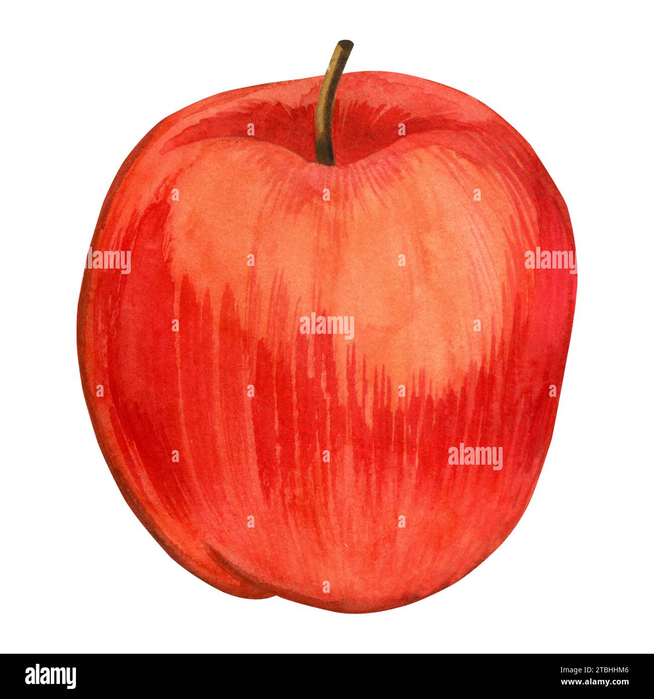 Watercolor illustration. Ripe red apple hand drawn in watercolor on a ...