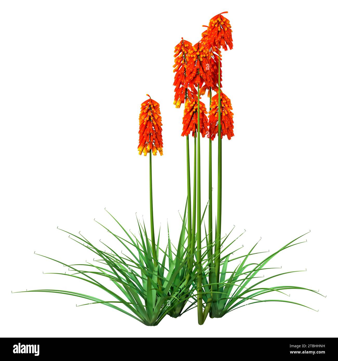 3D rendering of blooming kniphofia plants isolated on white background ...