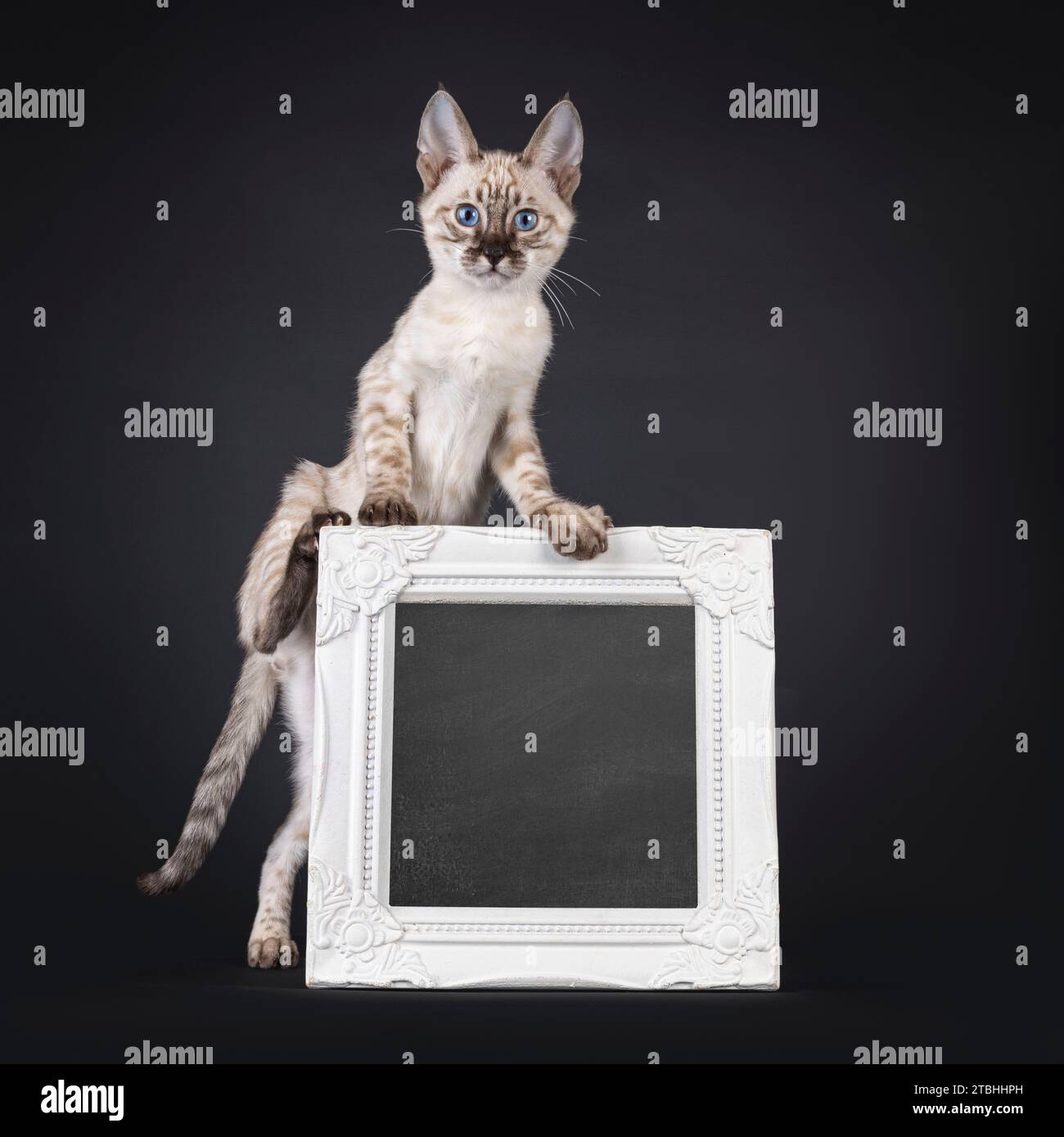 Climbing mink hi-res stock photography and images - Alamy