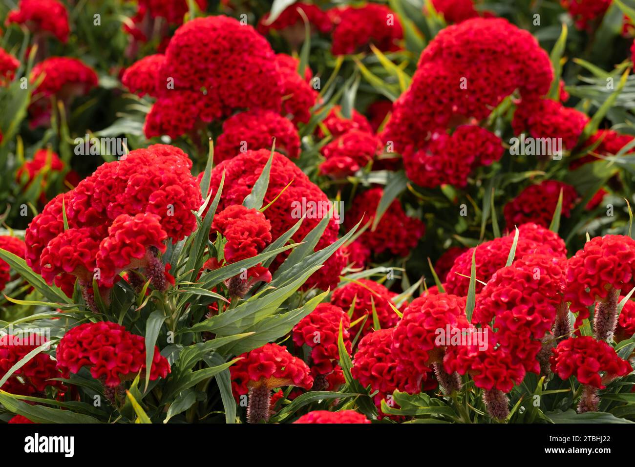 cockscomb are interesting ornamental plants, similar in shape and use ...