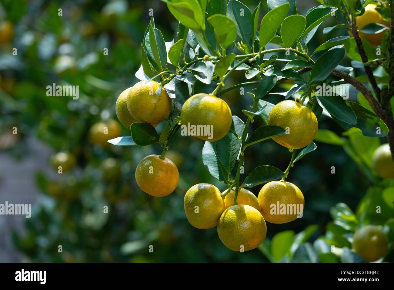 The octopus tree is an ornamental fruit tree, a small woody tree Stock ...