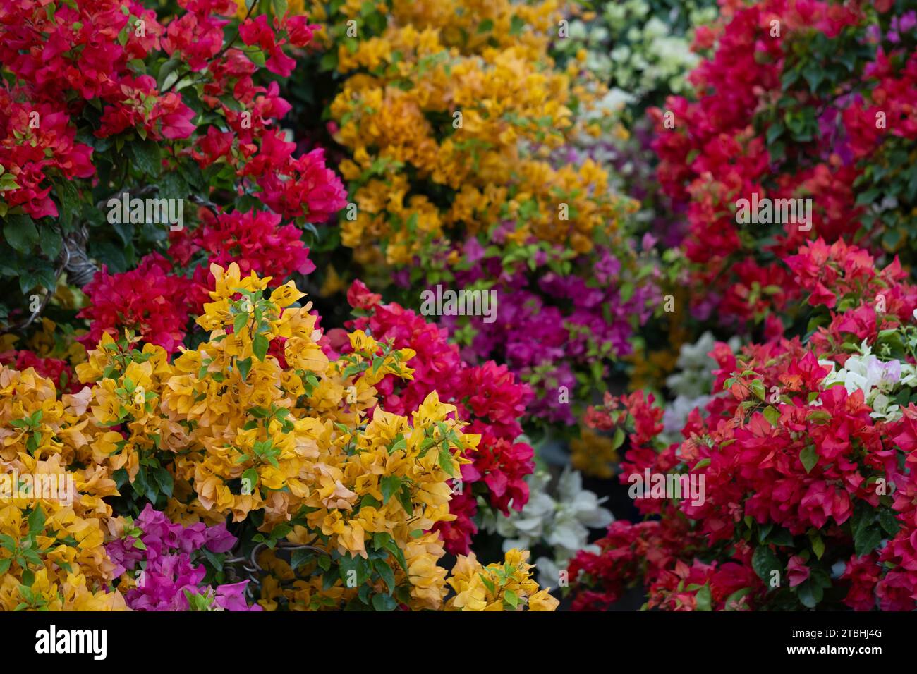 confetti, woody plant, shrub or tree with thorns Stock Photo - Alamy