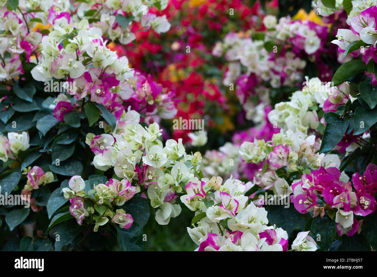 confetti, woody plant, shrub or tree with thorns Stock Photo - Alamy