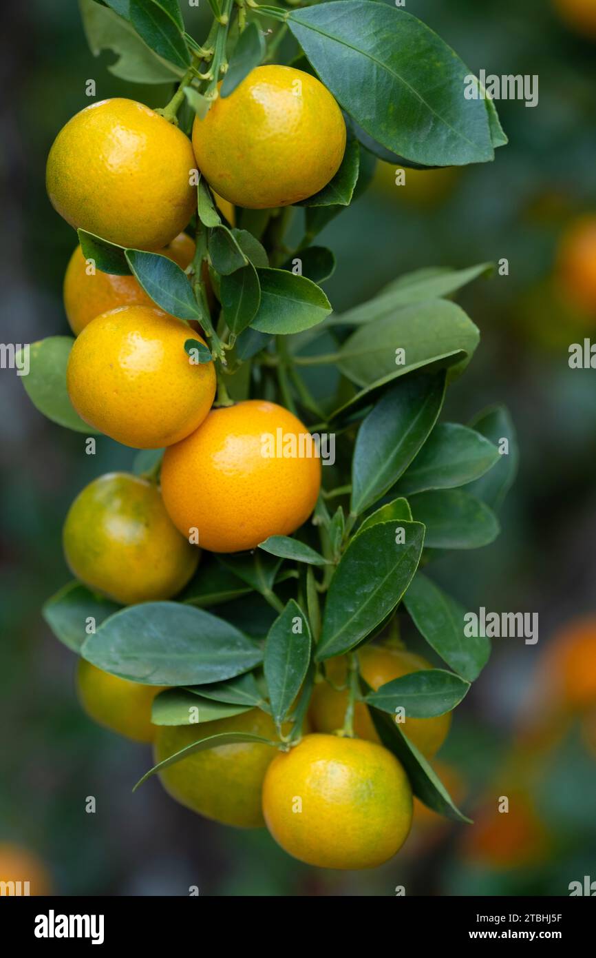 The octopus tree is an ornamental fruit tree, a small woody tree Stock ...